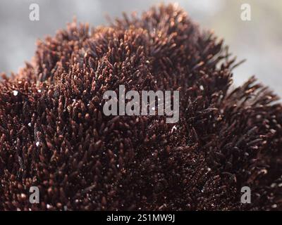 Black Rock Moss (Andreaea rupestris Stock Photo - Alamy