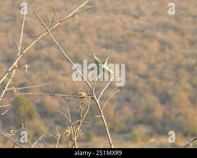 Common Star-Chestnut (Sterculia rogersii Stock Photo - Alamy