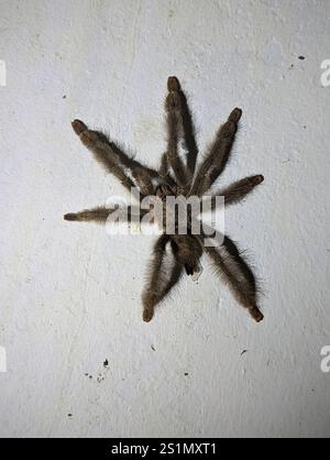 Panama Blonde Tarantula, Panama Blonde (Psalmopoeus pulcher), very ...
