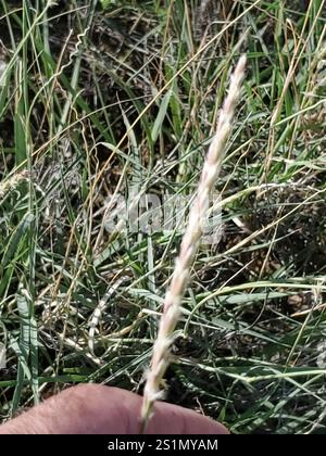 Big Galleta (Hilaria rigida Stock Photo - Alamy