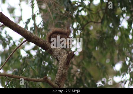 Brazilian Squirrel (Sciurus brasiliensis Stock Photo - Alamy