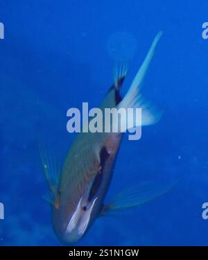 Yellow-edge Chromis (Chromis pembae Stock Photo - Alamy
