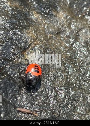 White-margined Burrower Bug (Sehirus cinctus) Insecta Stock Photo - Alamy