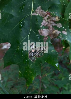 Oak Skeletonizer Moth (Bucculatrix ainsliella Stock Photo - Alamy