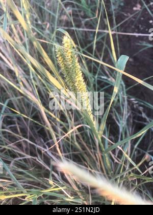 plains bristlegrass (Setaria leucopila Stock Photo - Alamy