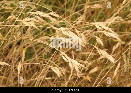 common soft brome (Bromus hordeaceus), Plantae, Penrhos Beach area ...
