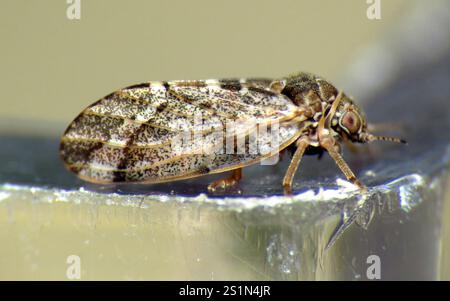 Hackberry Blister Gall Psyllid (Pachypsylla celtidisvesicula Stock ...