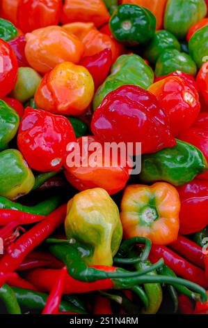 Chili peppers of varied colors and sizes can range from mild to hot in ...