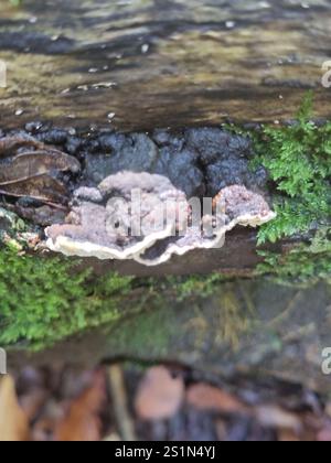 Conifer-base Polypore (Heterobasidion annosum Stock Photo - Alamy