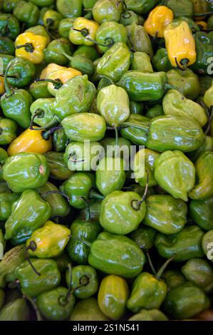 Chili peppers of varied colors and sizes can range from mild to hot in ...