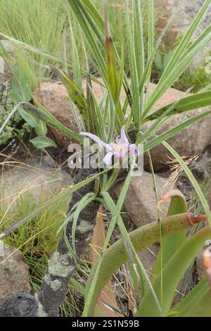 Monkeys Tail (Xerophyta retinervis Stock Photo - Alamy