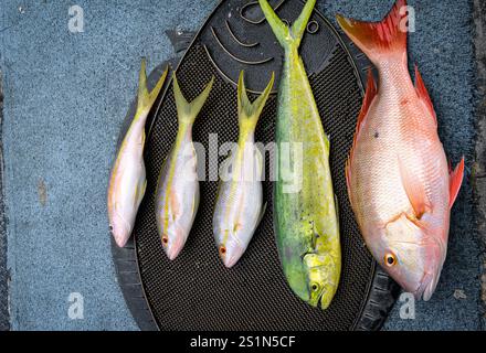 Fresh fish line caught for dinner Stock Photo - Alamy