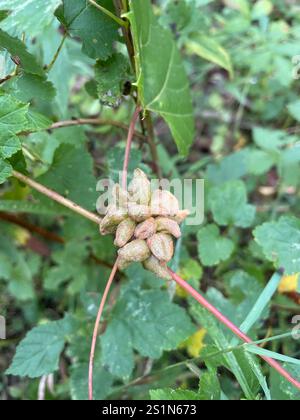 grape filbert gall (Ampelomyia vitiscoryloides Stock Photo - Alamy