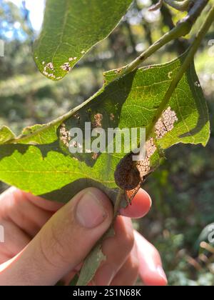 Eclipsed and Cryptic Oak Daggers (Acronicta increta Stock Photo - Alamy