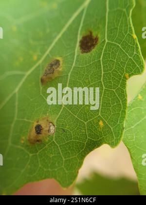 Poplar gall mite (Phyllocoptes populi Stock Photo - Alamy