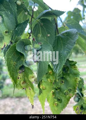 Hackberry Nipplegall Psyllid (Pachypsylla celtidismamma) Insecta Stock ...