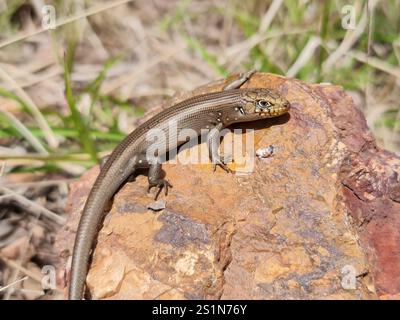 Eastern Ranges Rock Skink (Liopholis modesta Stock Photo - Alamy