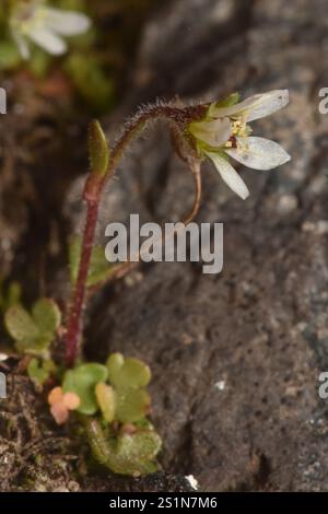 Pygmy Saxifrage (Saxifraga hyperborea Stock Photo - Alamy