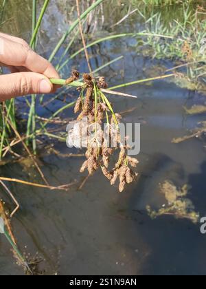 soft-stemmed bulrush (Schoenoplectus tabernaemontani) Plantae Stock ...