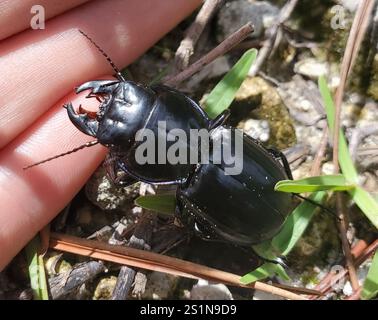 Moderately Sulcate Warrior Beetle (Pasimachus subsulcatus Stock Photo ...