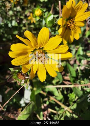 Simpson's Rosinweed (Silphium asteriscus simpsonii Stock Photo - Alamy