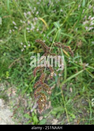 rough barnyard grass (Echinochloa muricata), Plantae, Macdonald ...