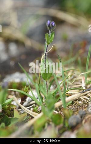 American alpine speedwell (Veronica wormskjoldii Stock Photo - Alamy