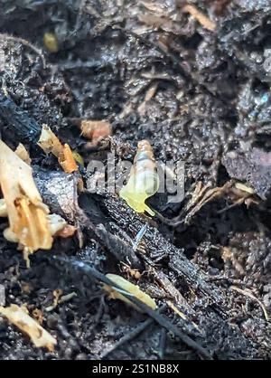 Miniature Awlsnail (Subulina octona Stock Photo - Alamy