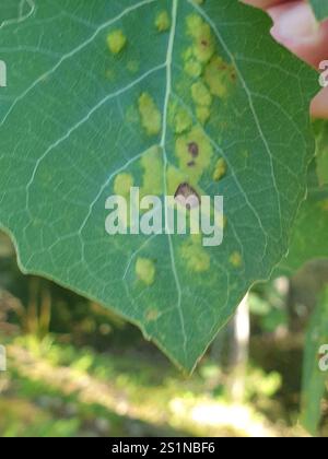 Poplar gall mite (Phyllocoptes populi Stock Photo - Alamy