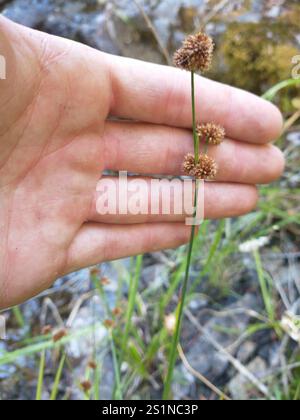 dagger rush (Juncus ensifolius Stock Photo - Alamy