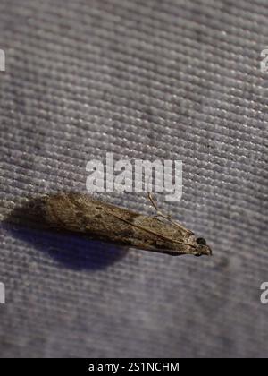 Dusky Raisin Moth (Ephestiodes gilvescentella Stock Photo - Alamy