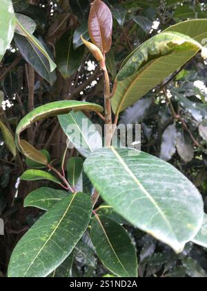 West Indian Laurel Fig (Ficus americana Stock Photo - Alamy