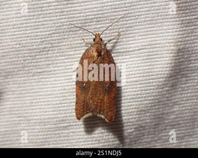 Rhomboid Tortrix (Acleris rhombana Stock Photo - Alamy