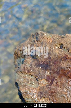 Herrick's Water Penny Beetle (Psephenus herricki Stock Photo - Alamy
