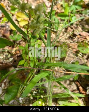 Dune sandbur - Cenchrus tribuloides Stock Photo - Alamy