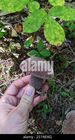Lilac-brown bolete (Sutorius eximius Stock Photo - Alamy