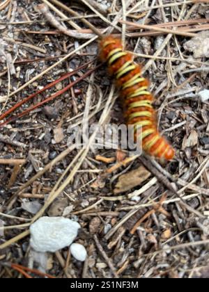 Echo Moth (Seirarctia echo Stock Photo - Alamy