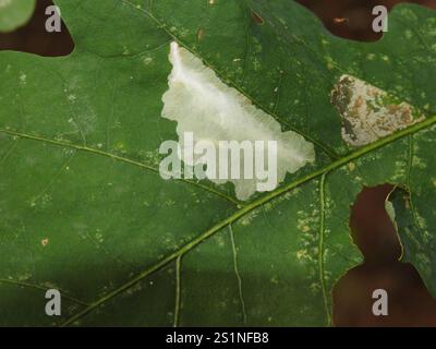 Trumpet Leafminer Moths (Tischeriidae Stock Photo - Alamy