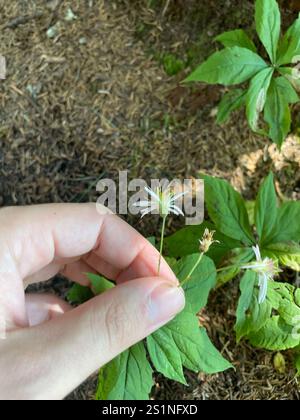 whorled wood aster (Oclemena acuminata Stock Photo - Alamy