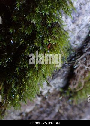 Sharp-leaved Blindia (Blindia acuta Stock Photo - Alamy