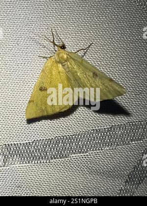 Sulphur Moth (Hesperumia sulphuraria Stock Photo - Alamy
