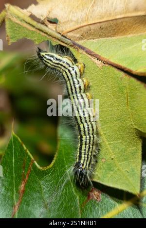 Contracted Datana Moth (Datana contracta Stock Photo - Alamy