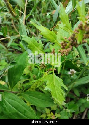 red pigweed (Oxybasis rubra Stock Photo - Alamy