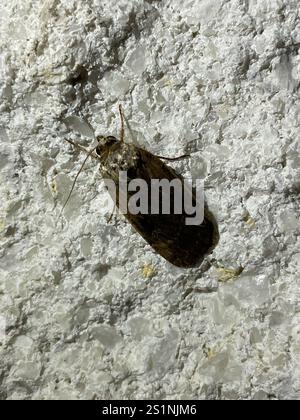 Fall Armyworm Moth (Spodoptera frugiperda Stock Photo - Alamy