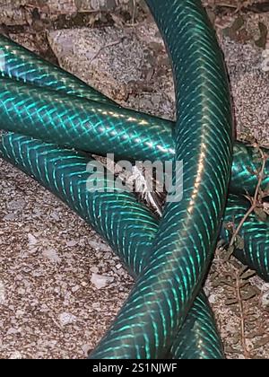 Davis's Southeastern Dog-day Cicada (Neotibicen davisi Stock Photo - Alamy
