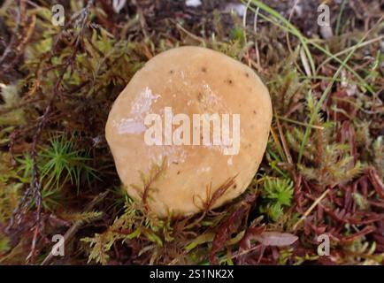 Bovine Jack (Suillus bovinus Stock Photo - Alamy