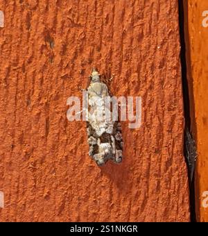 Red-striped Needleworm Moth (Epinotia radicana Stock Photo - Alamy