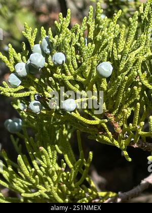Sierra juniper (Juniperus grandis Stock Photo - Alamy