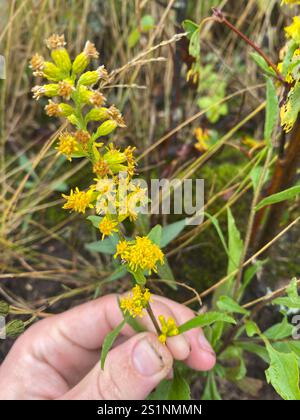 Hairy Goldenrod (Solidago hispida Stock Photo - Alamy