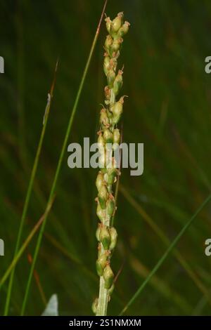 Alaska Plantain (Plantago macrocarpa Stock Photo - Alamy